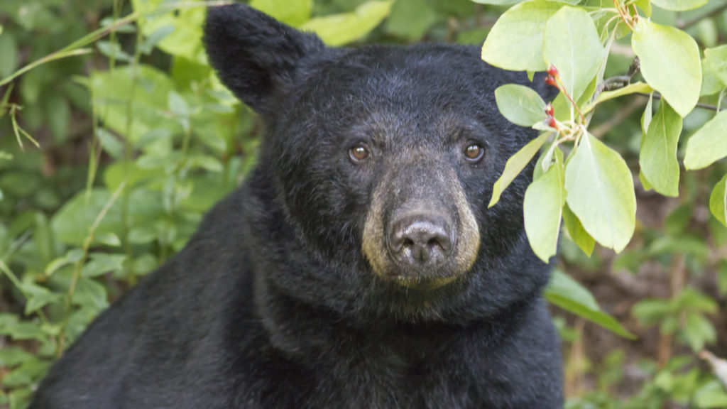Bear Seeking Human Food Put Down in Oregon - Leave No Trace