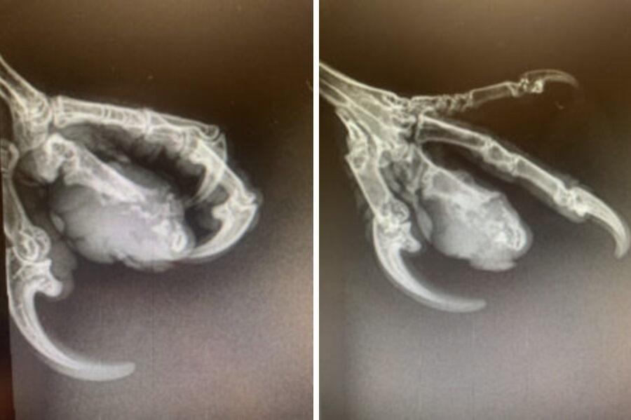 A Red-Tailed Hawk’s Rehabilitation and Release: Emily Davenport’s Story ...